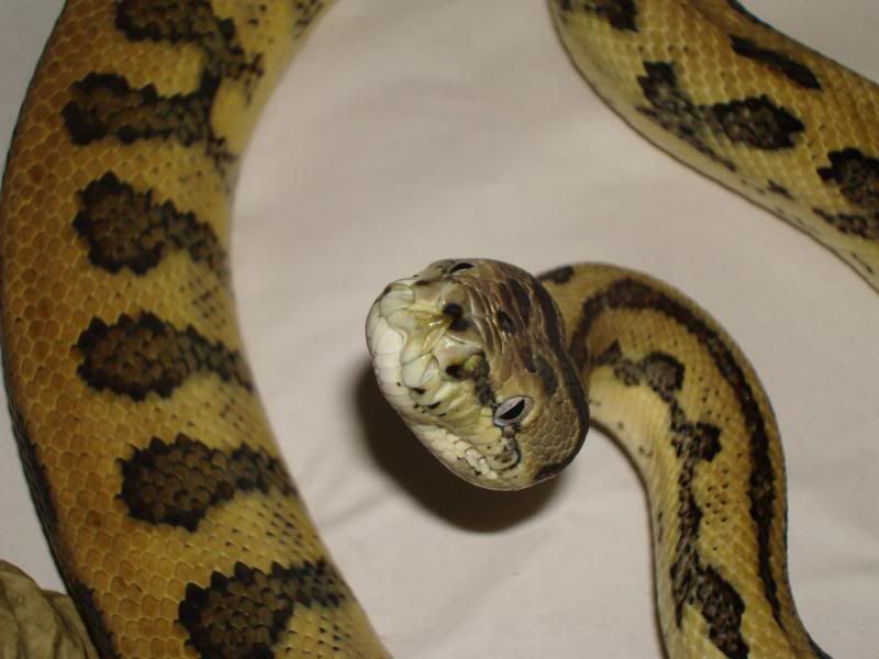Jaguar Carpet Python. | Reptile Forums